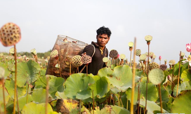 Lotus Flower Farming In India | Best Flower Site