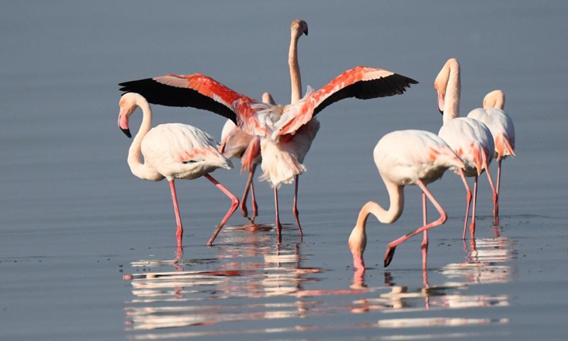 Flamingoes seen in Kuwait City, Kuwait - Global Times