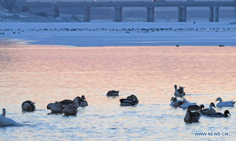 Water birds gather near islet on Hunhe River in Shenyang - Global Times