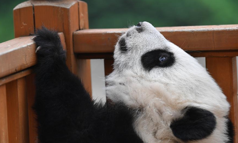 Giant panda cubs play at Qinling breeding and research center in ...