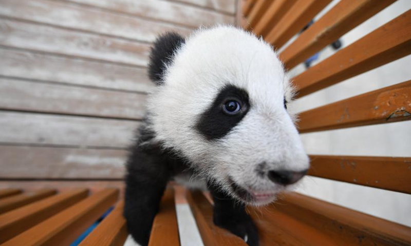 Giant panda cubs play at Qinling breeding and research center in ...