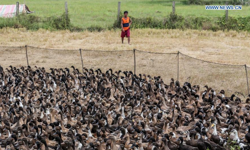 In pics: ducks at poultry farm in Bulacan Province, the Philippines ...