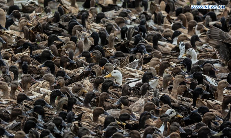 In pics: ducks at poultry farm in Bulacan Province, the Philippines ...