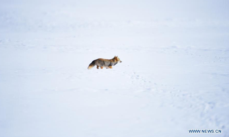 Tibetan fox pictured after snow in Jiuquan, Gansu - Global Times