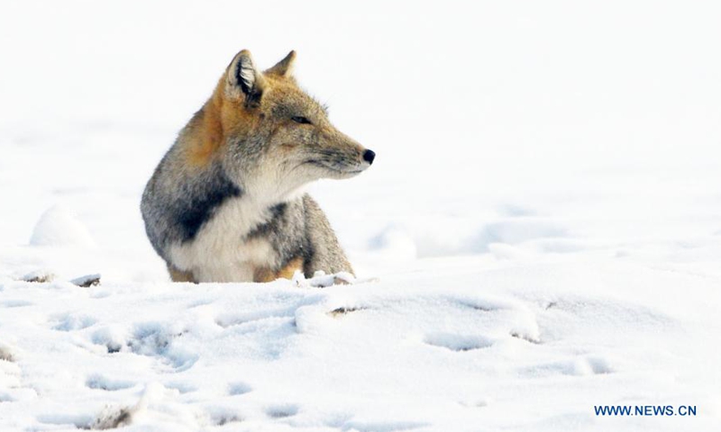 Tibetan fox pictured after snow in Jiuquan, Gansu - Global Times