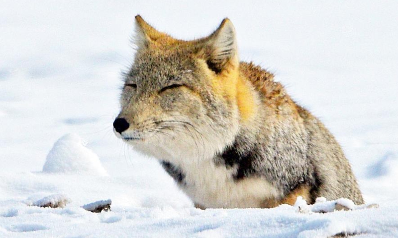 Tibetan fox pictured after snow in Jiuquan, Gansu - Global Times