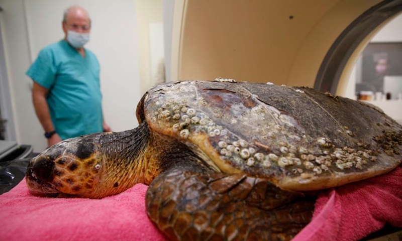 Injured loggerhead turtles receive CT scan in Israel - Global Times