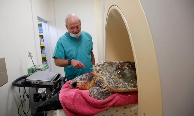 Injured loggerhead turtles receive CT scan in Israel - Global Times