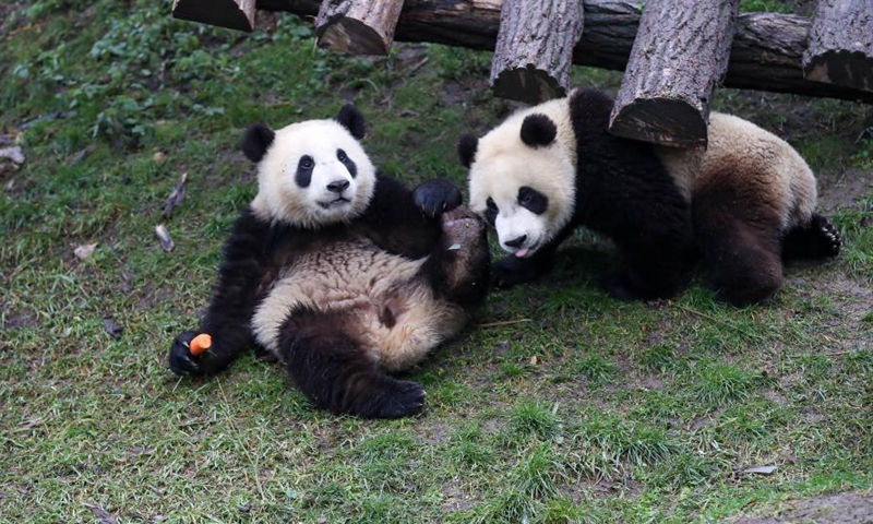 Pairi Daiza zoo hosts five giant pandas in Brugelette, Belgium - Global ...