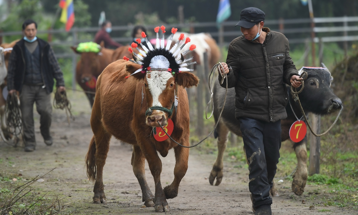 Cattle beauty pegeant - Global Times
