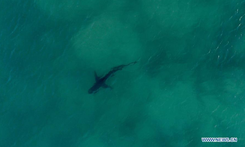 Shark seen in Mediterranean Sea in northern Israeli city of Hadera ...