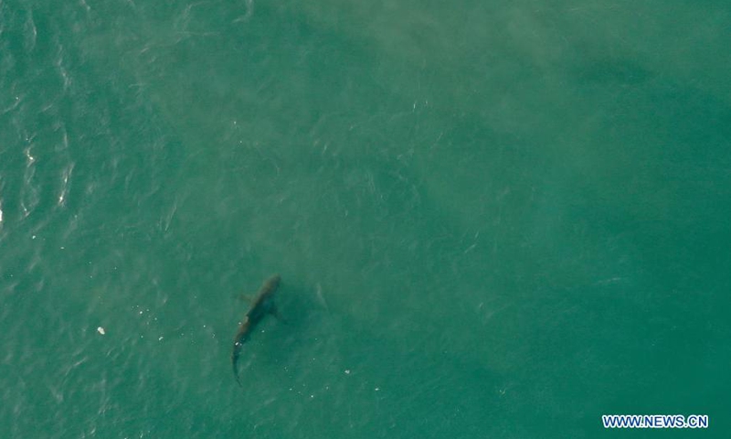 Shark seen in Mediterranean Sea in northern Israeli city of Hadera ...