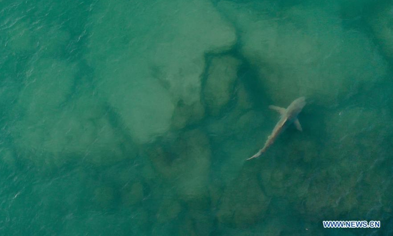 Shark seen in Mediterranean Sea in northern Israeli city of Hadera ...