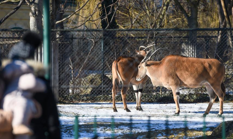 Animals seen at Schonbrunn Zoo in Vienna, Austria - Global Times