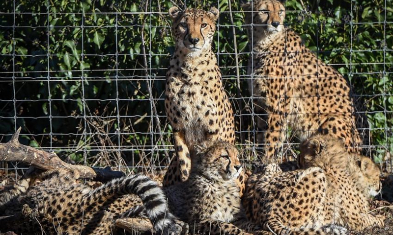 Animals seen at Schonbrunn Zoo in Vienna, Austria - Global Times