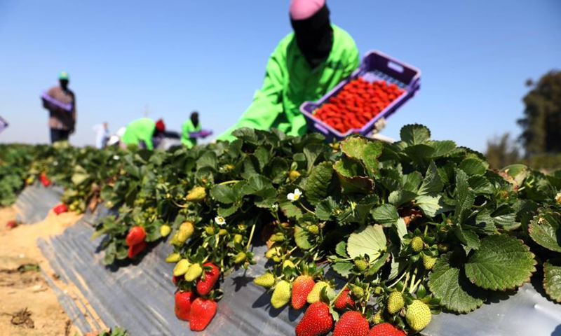 Workers harvest strawberries in Beheira Province, Egypt - Global Times