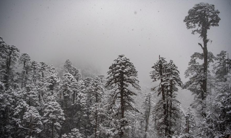 Scenery of Medog in China's Tibet - Global Times