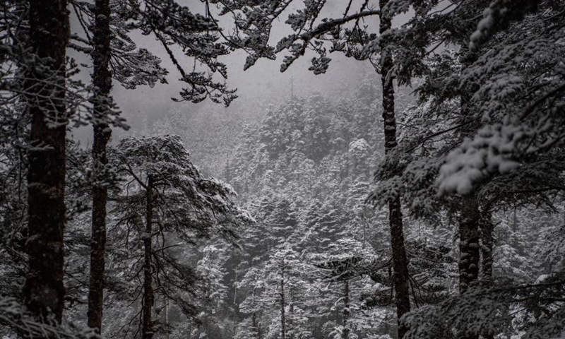 Scenery of Medog in China's Tibet - Global Times