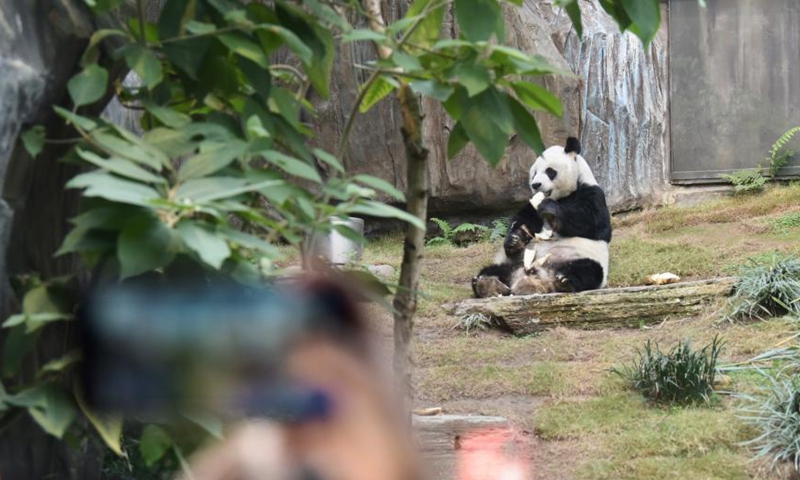 Giant panda An An welcomes visitors at reopened Hong Kong Ocean Park ...