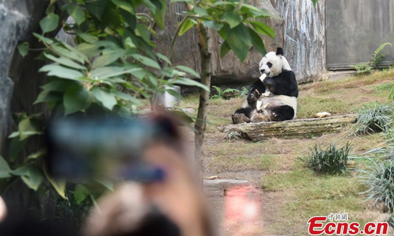 Giant panda An An welcomes visitors at reopened Hong Kong Ocean Park ...