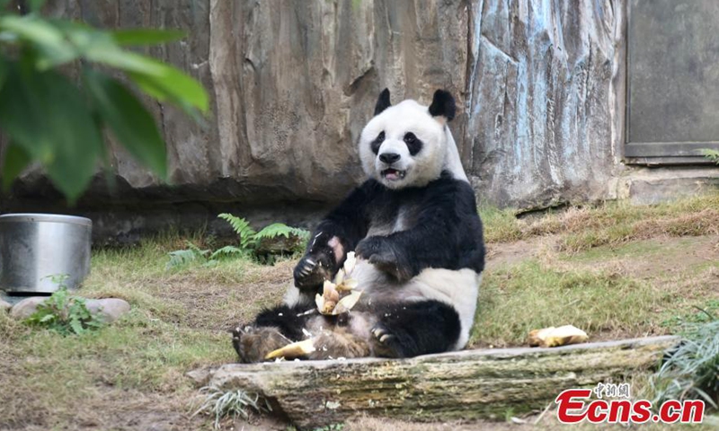 Giant panda An An welcomes visitors at reopened Hong Kong Ocean Park ...