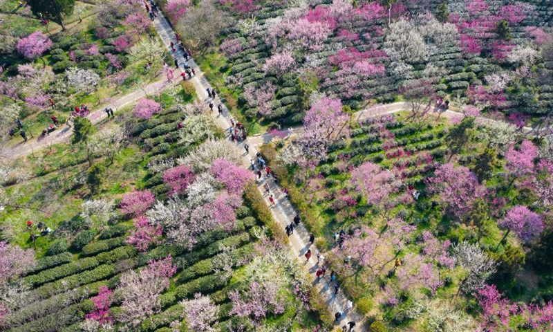 Festival featured with plum blossom kicks off in Nanjing, E China ...