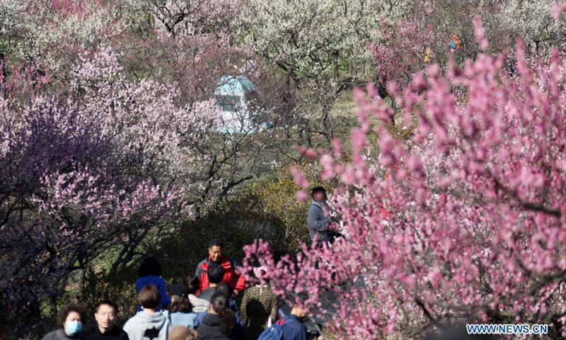 Festival featured with plum blossom kicks off in Nanjing, E China ...