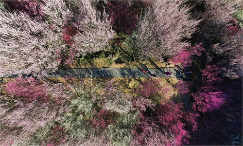 Scenery of spring flowers across China - Global Times