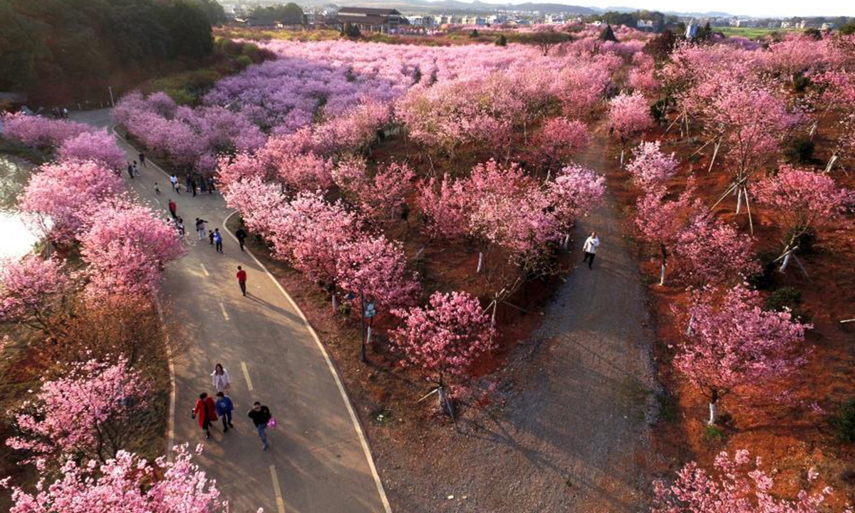 Scenery of spring flowers across China - Global Times