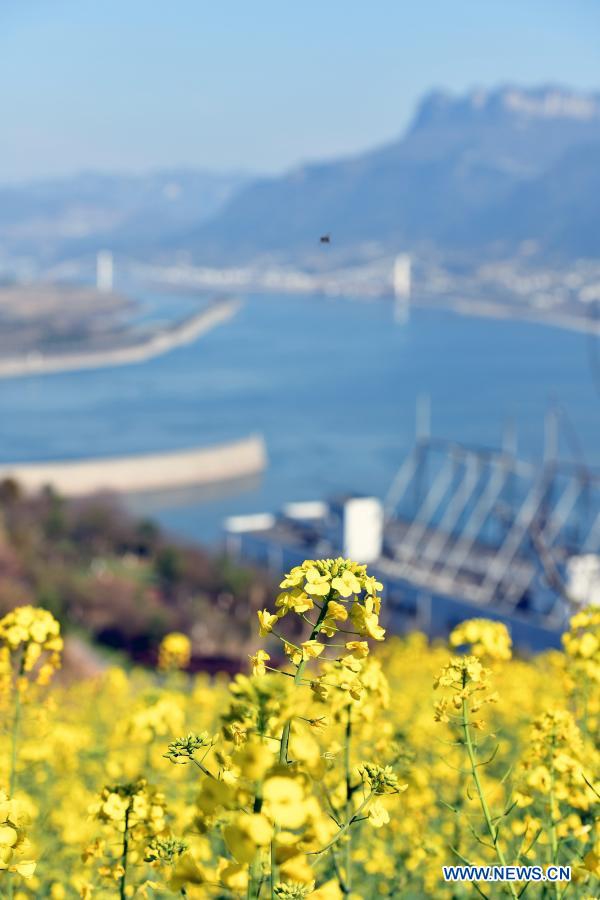 Scenery of spring flowers across China - Global Times