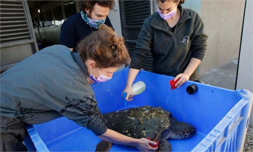 Workers take care of injured loggerhead turtle at Israeli Sea Turtle ...