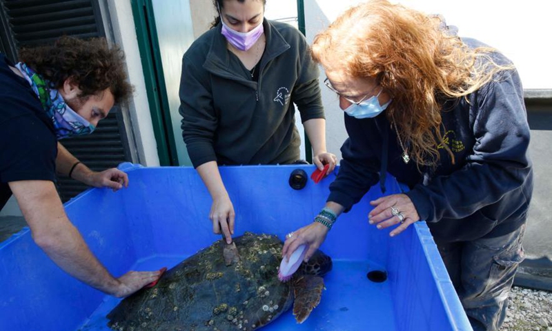 Workers take care of injured loggerhead turtle at Israeli Sea Turtle ...