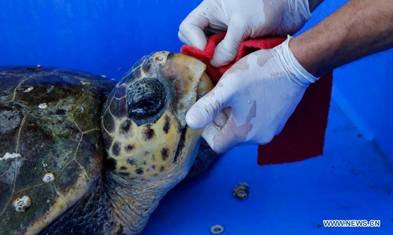 Workers take care of injured loggerhead turtle at Israeli Sea Turtle ...
