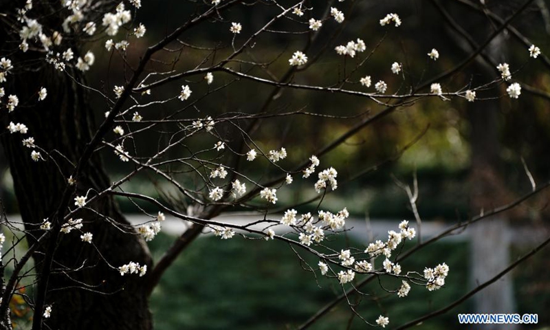 Spring scenery at park in Shanghai - Global Times