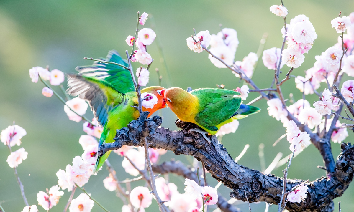 Parrot 'lovers' in Spring - Global Times
