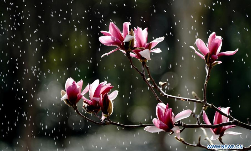 Spring scenery at park in Shanghai - Global Times