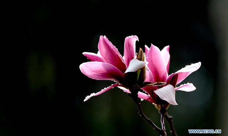 Spring scenery at park in Shanghai - Global Times