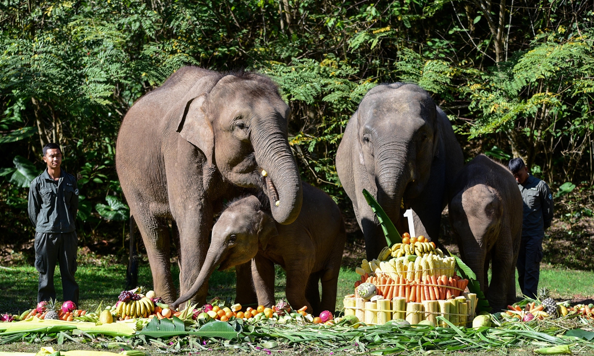 Elephant celebrating birthday - Global Times