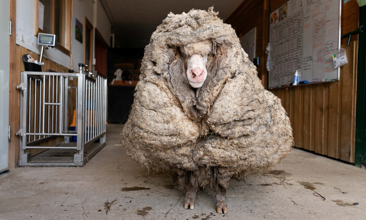 Aussies’ shaggy sheep - Global Times