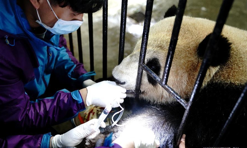 Routine health checks ensure physical health of giant pandas - Global Times