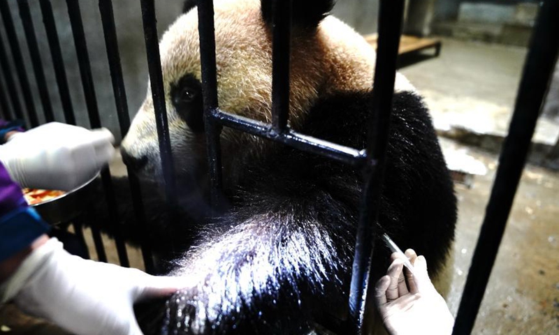 Routine health checks ensure physical health of giant pandas - Global Times