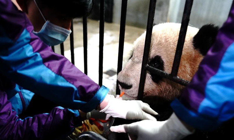 Routine health checks ensure physical health of giant pandas - Global Times