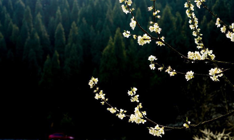 People view early spring scenery at Yinhe Village in Chongqing - Global ...