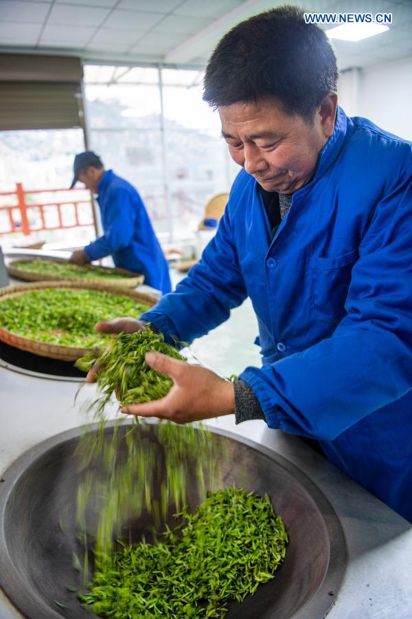 Farmers pick tea leaves in Shaanxi - Global Times