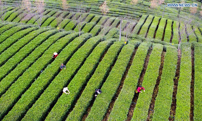 Farmers pick tea leaves in Shaanxi - Global Times
