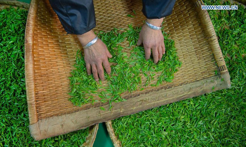 Farmers pick tea leaves in Shaanxi - Global Times
