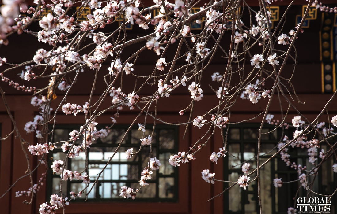 People enjoy spring scenery in Beijing - Global Times