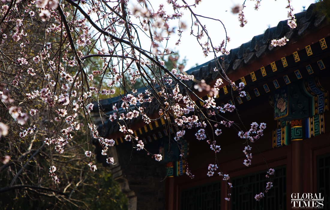People enjoy spring scenery in Beijing - Global Times