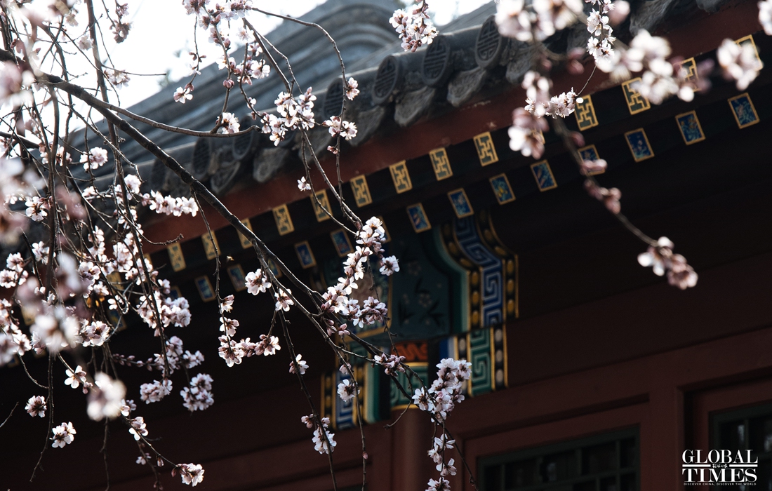 People enjoy spring scenery in Beijing - Global Times