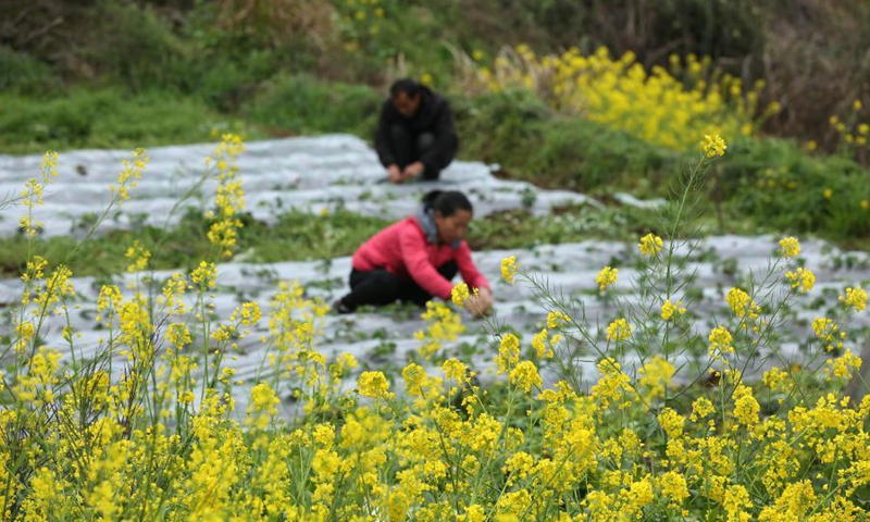 Farmers busy farming in fields across China - Global Times